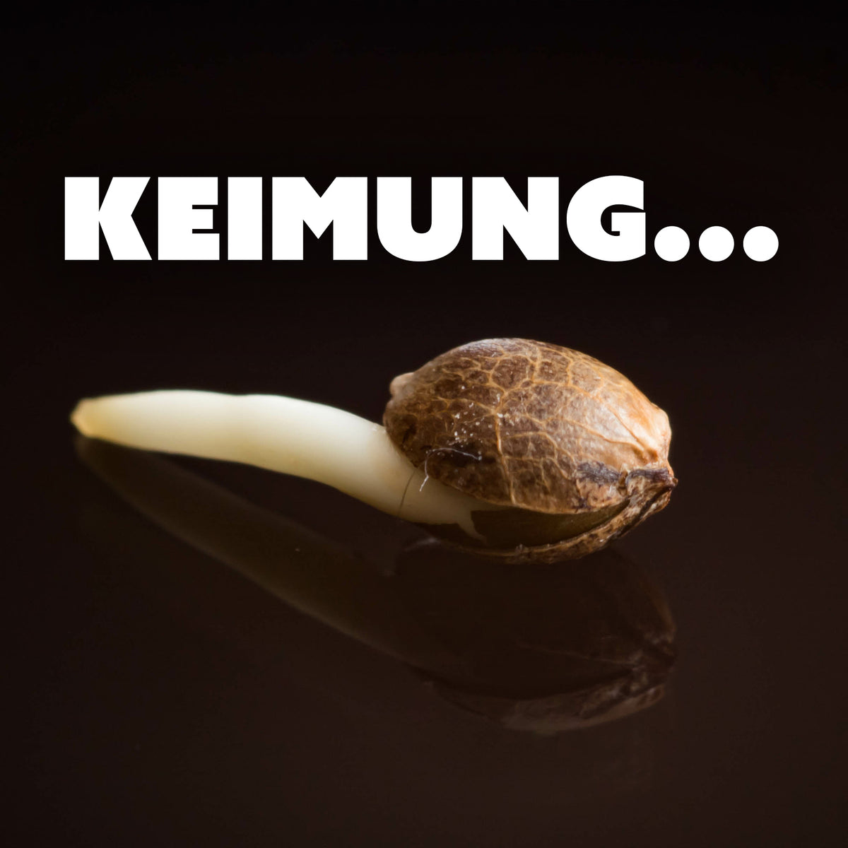 Anleitung zur Keimung und Pflege junger Cannabispflanzen