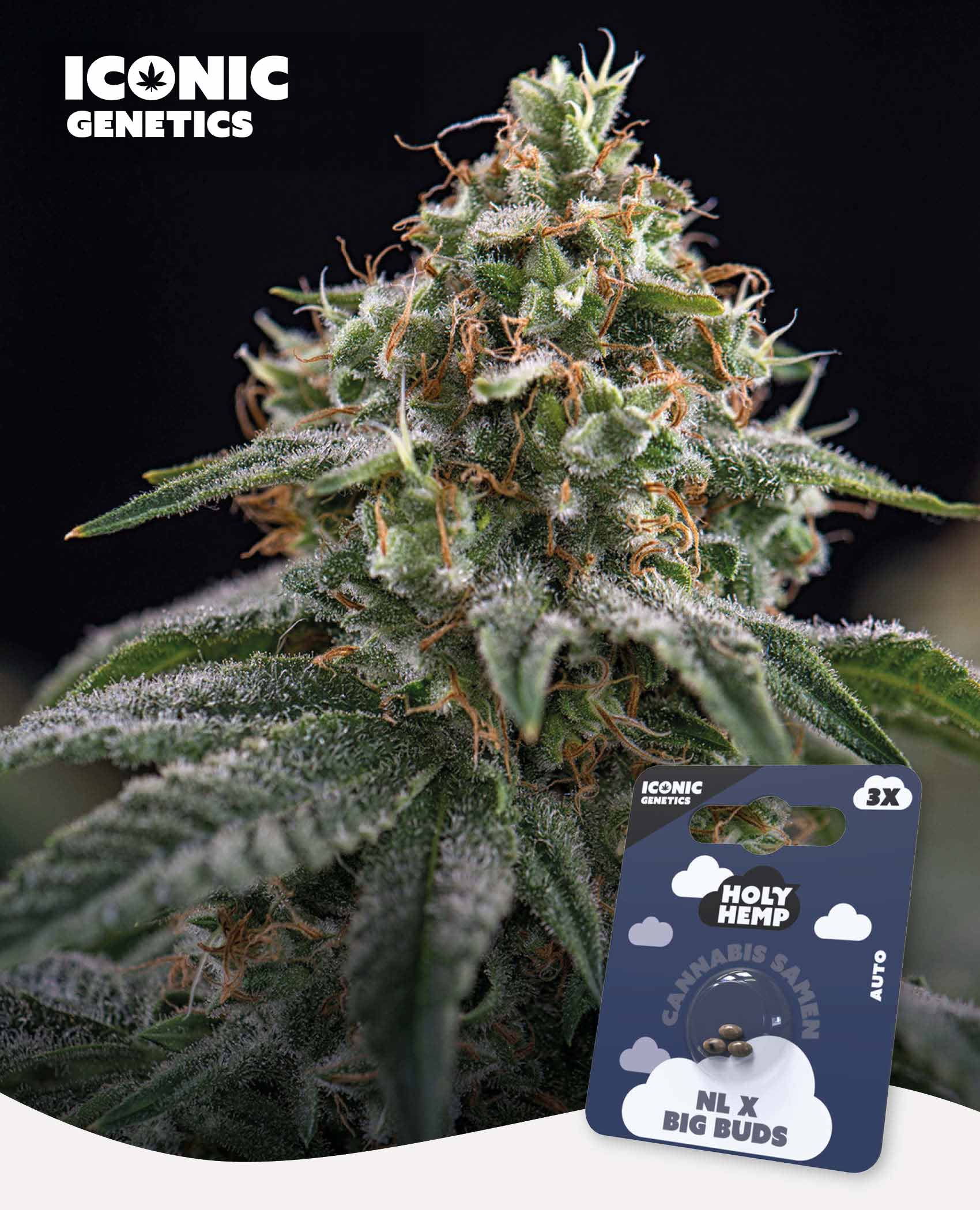 NL x Big Buds Cannabis Seeds - Iconic Genetics