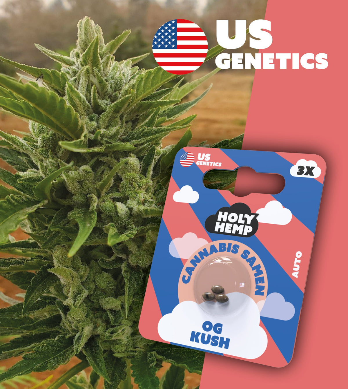 OG Kush Cannabis Samen - Cali Seeds