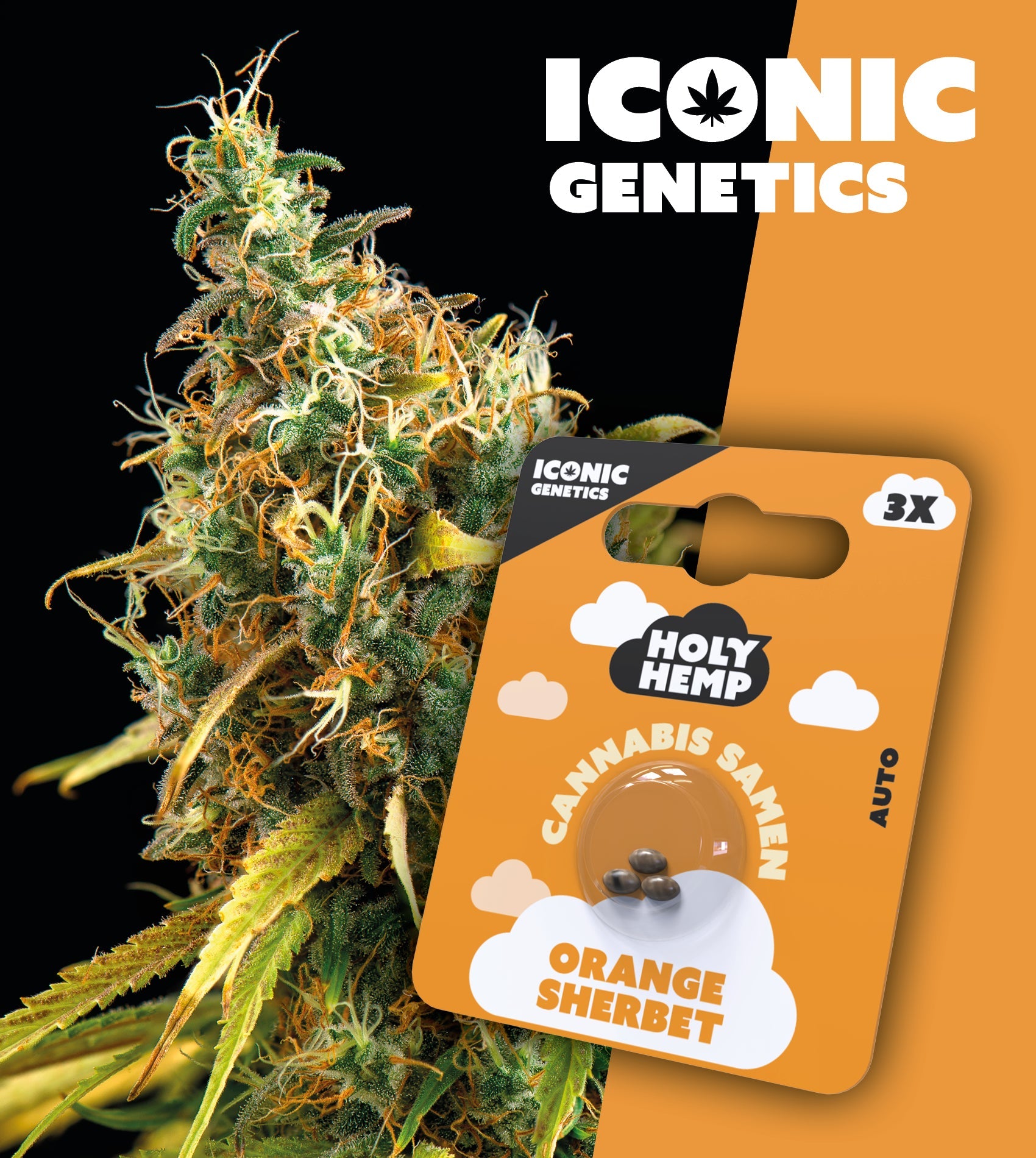 Orange Sherbet Cannabissamen - Iconic Seeds