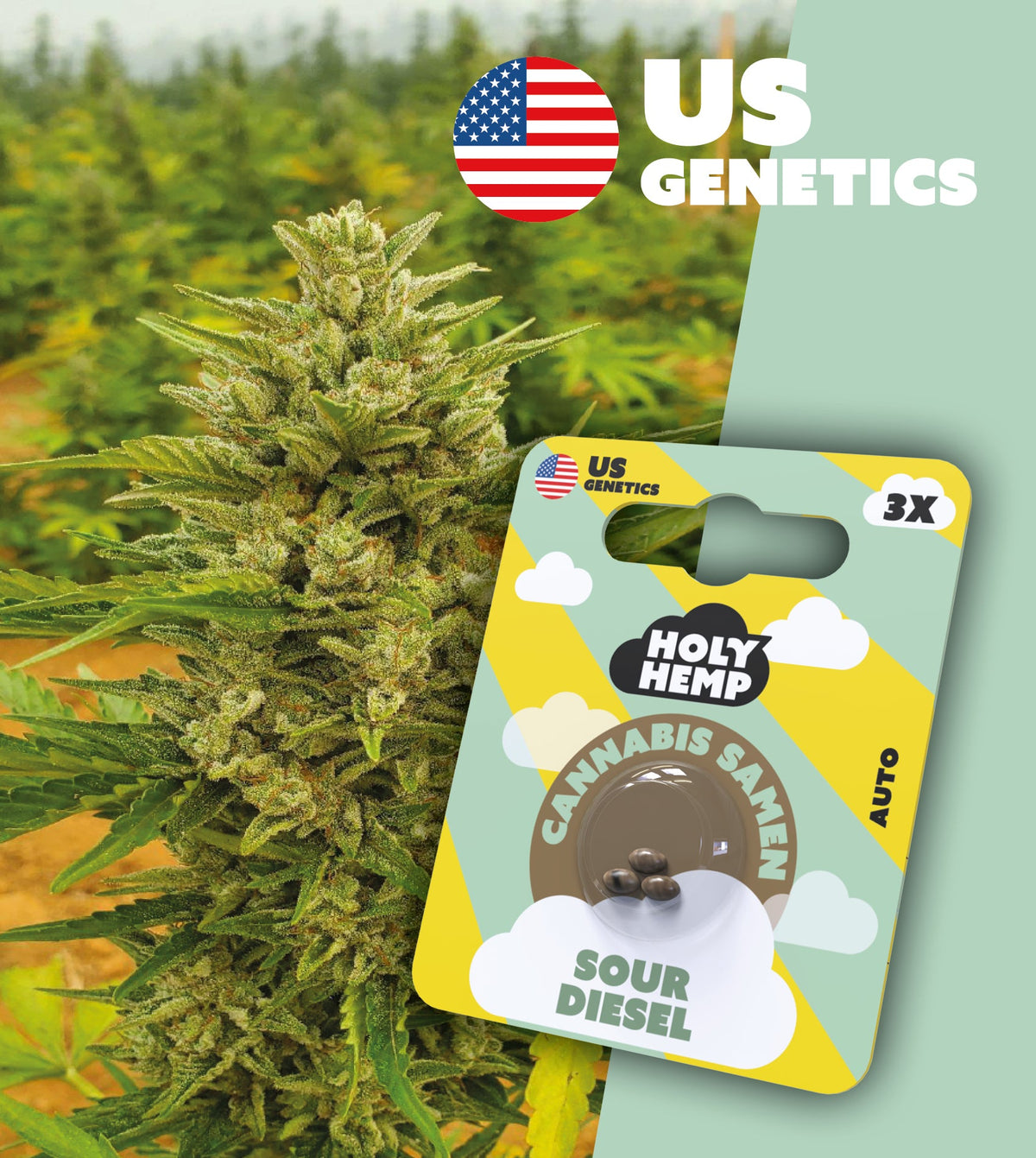 Sour Diesel Cannabis Samen - Cali Seeds