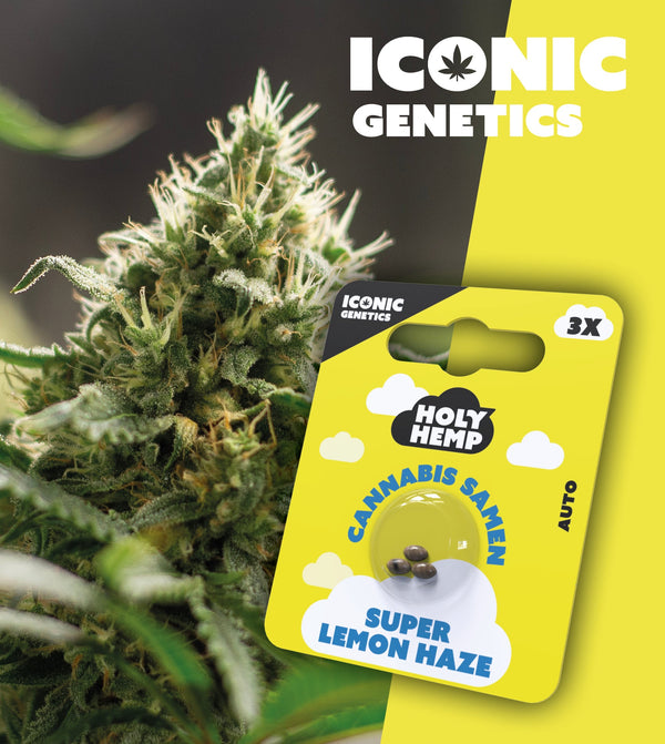 Super Lemon Haze Cannabis Samen - Iconic Genetics